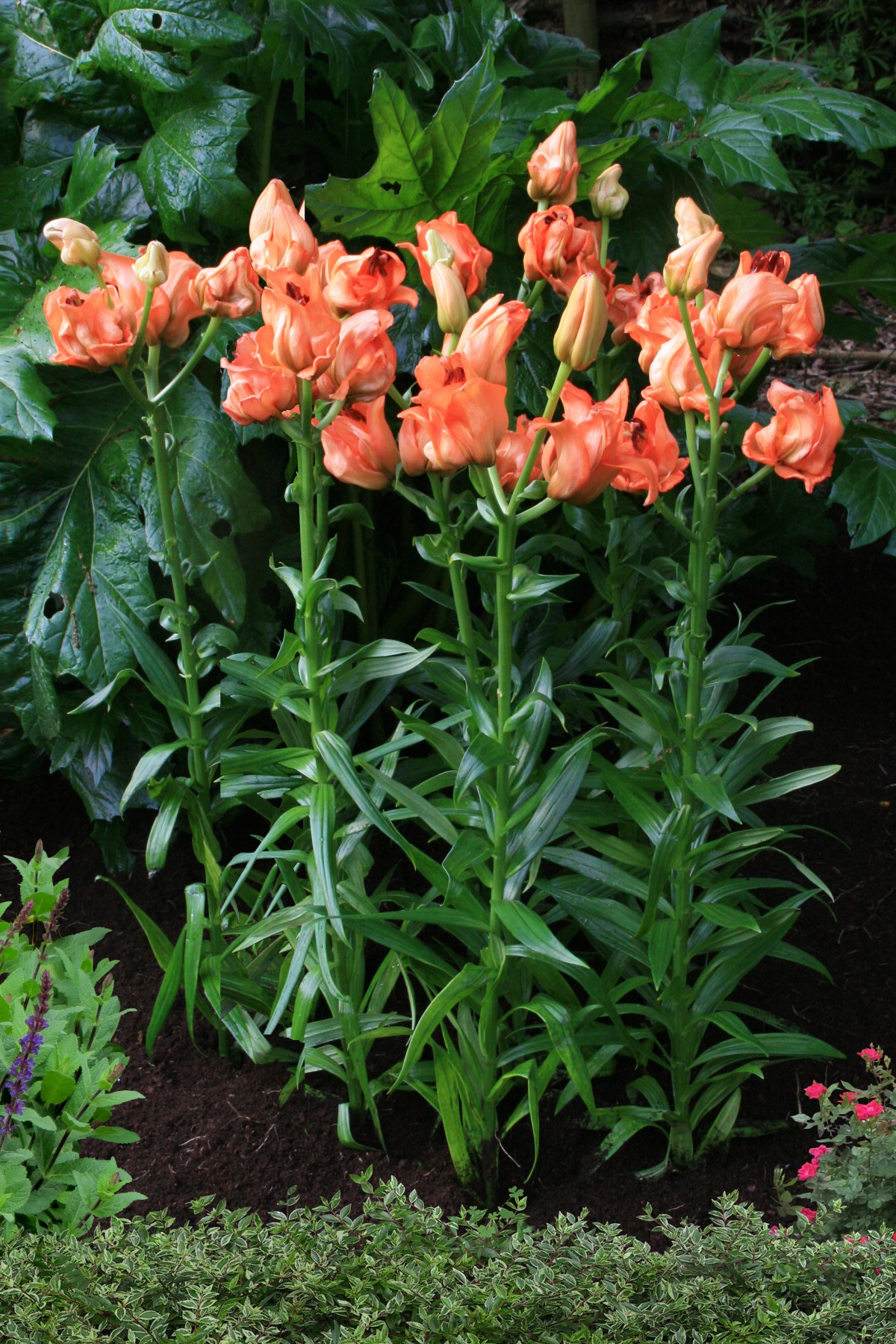 Tintoretto Lily Bulb